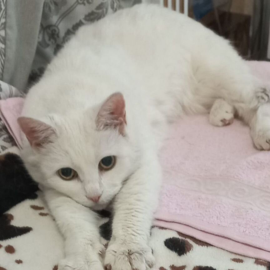 Кошечка