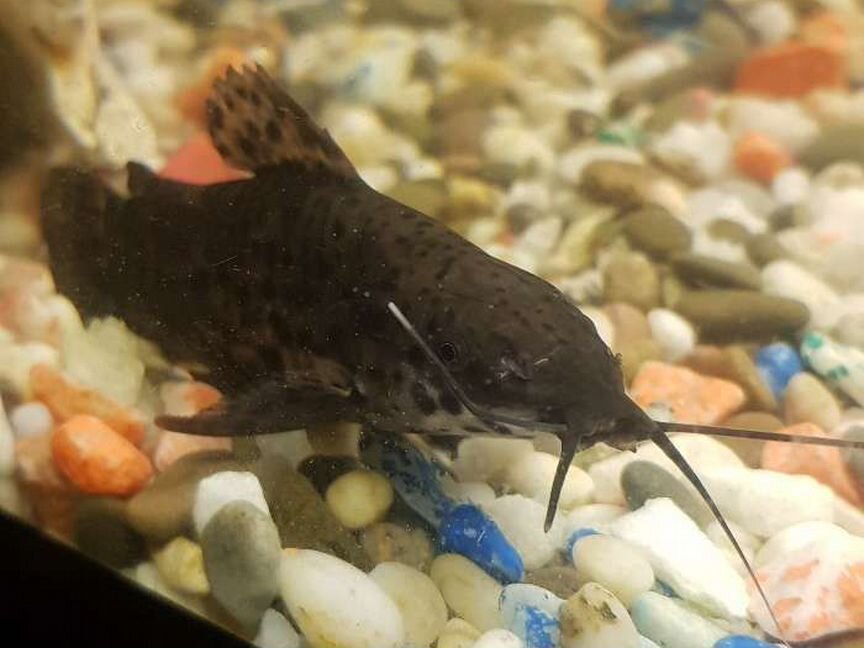 Сом таракатум