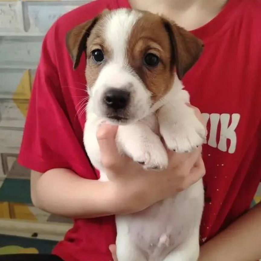 Джек-рассел-терьер, щенок