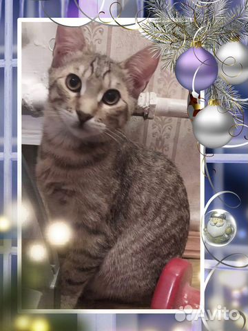 Ласковый маленький котенок как тигренок 5 мес