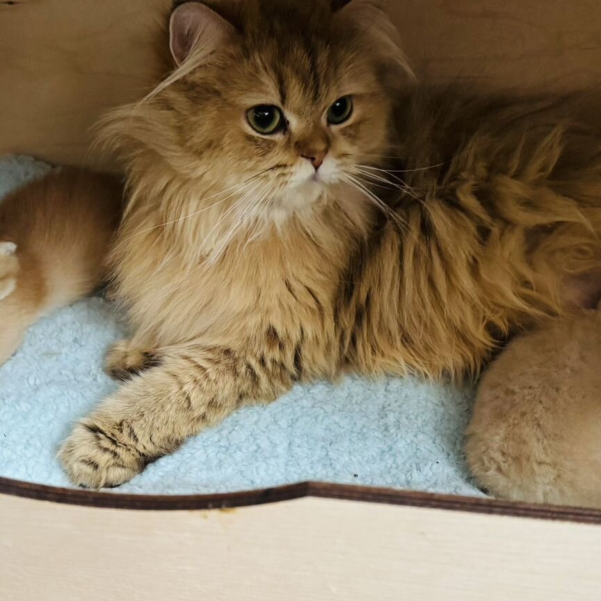Британские котята золотая шиншилла