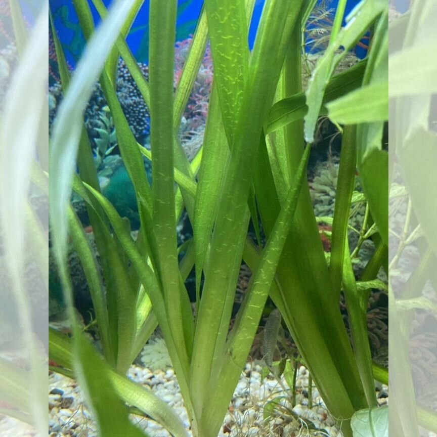 Растение Валлиснерия Гигантская