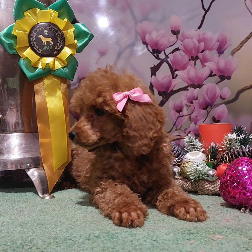 Пудель, щенок