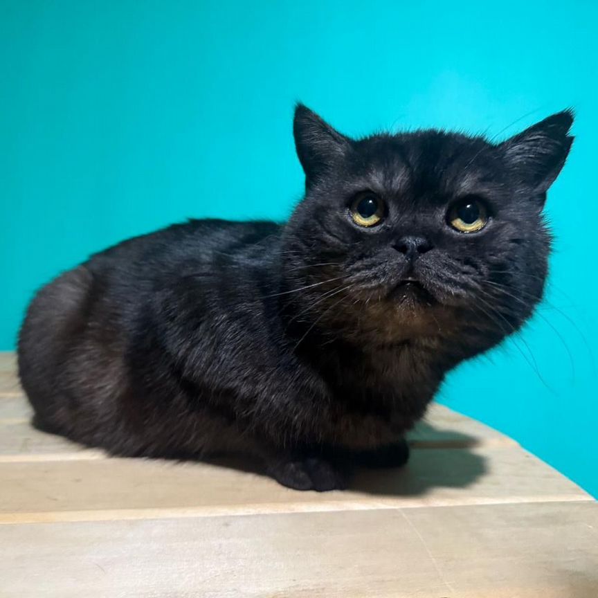 Британский кот ищет дом