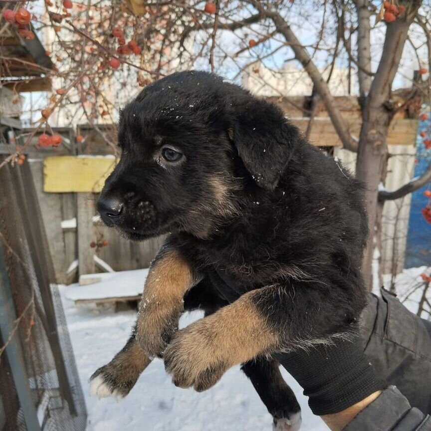 Немецкая овчарка