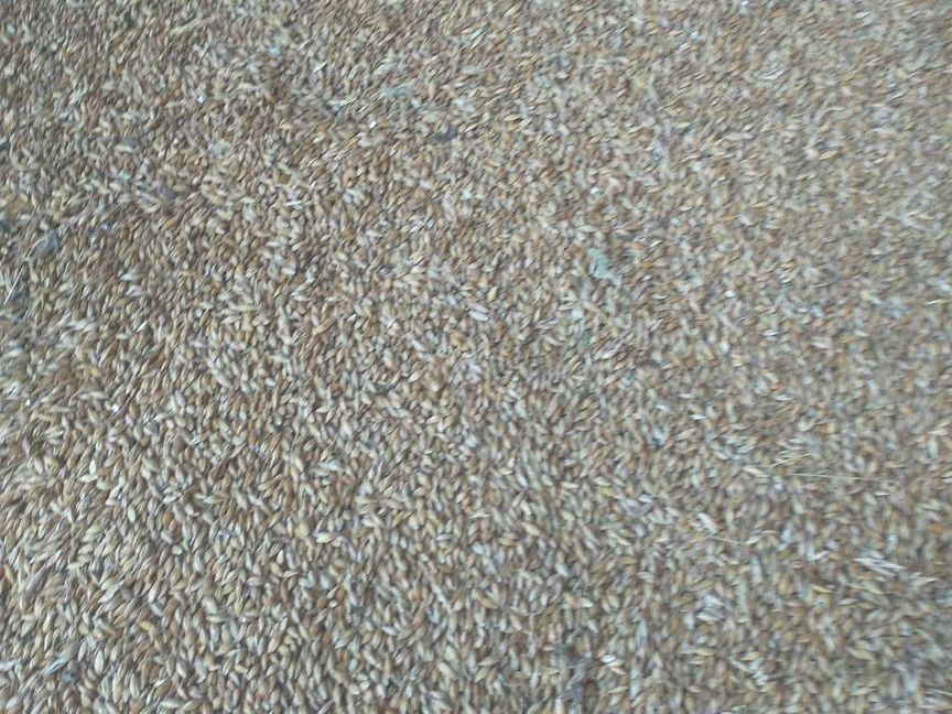 Продам ячмень, овёс 8 тысяч тонна