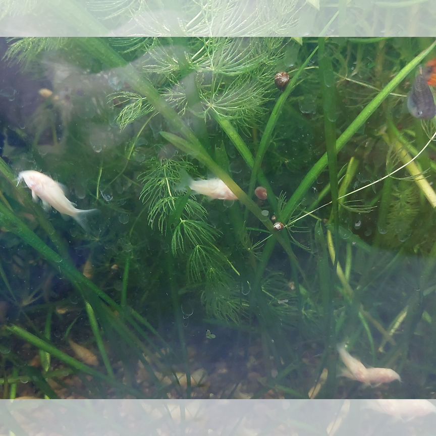 Роголистник, валиснерия, сомики альбинусы