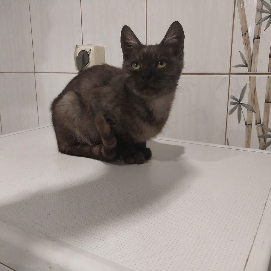 Котики бесплатно