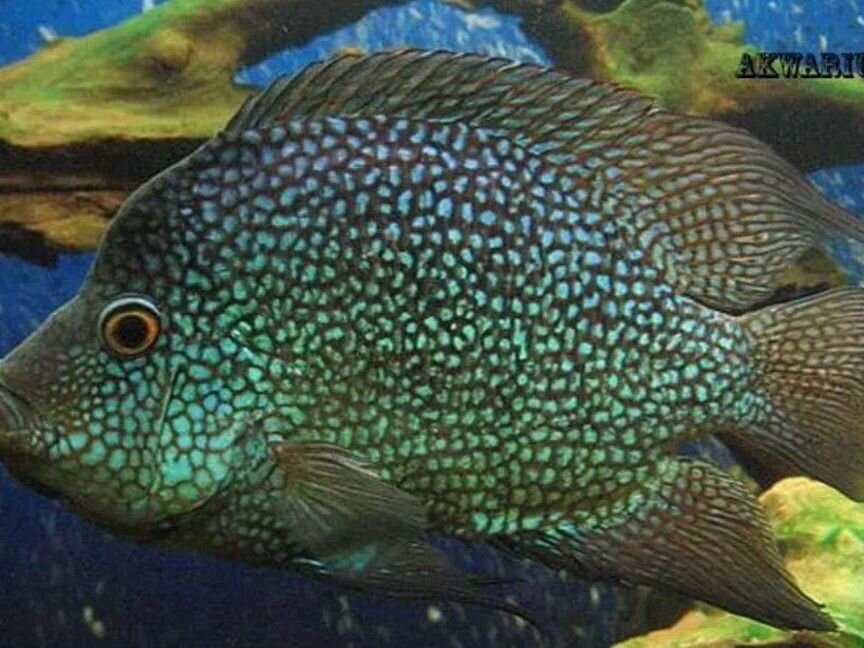 Бриллиантовая цихлазома