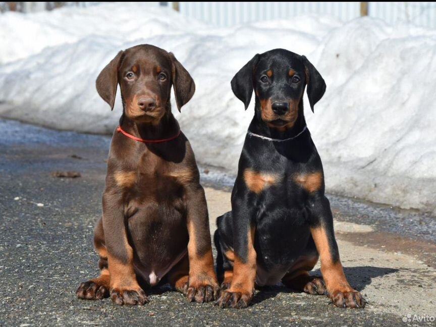 Щенки добермана