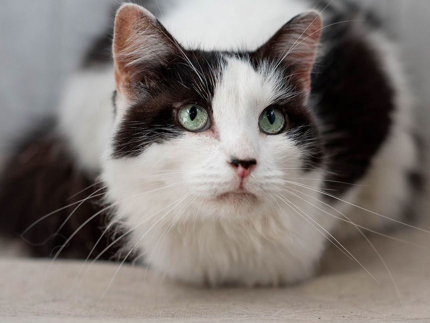 Сибирский Котик Питер из приюта бесплатно