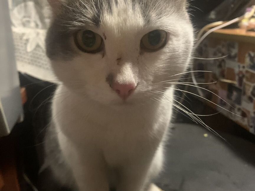 Кот полидакт