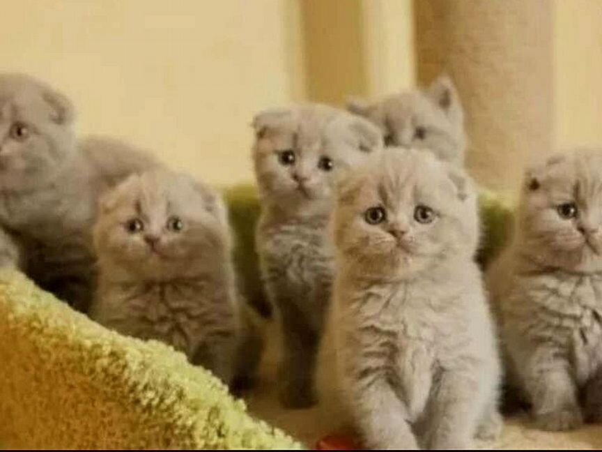 Вислоухие Котятки)