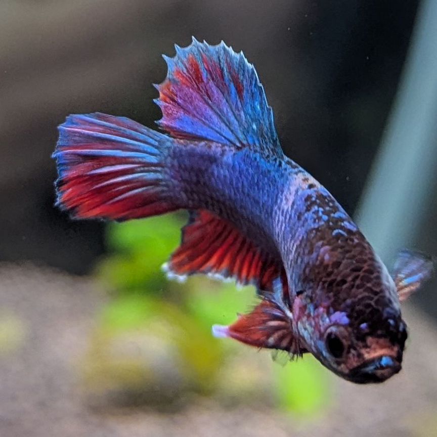 Рыбка Петушок плакат отдам