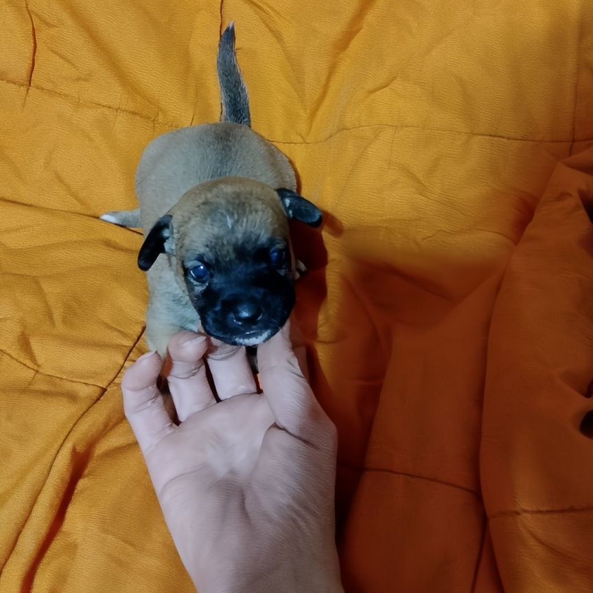 Чихуахуа, щенок