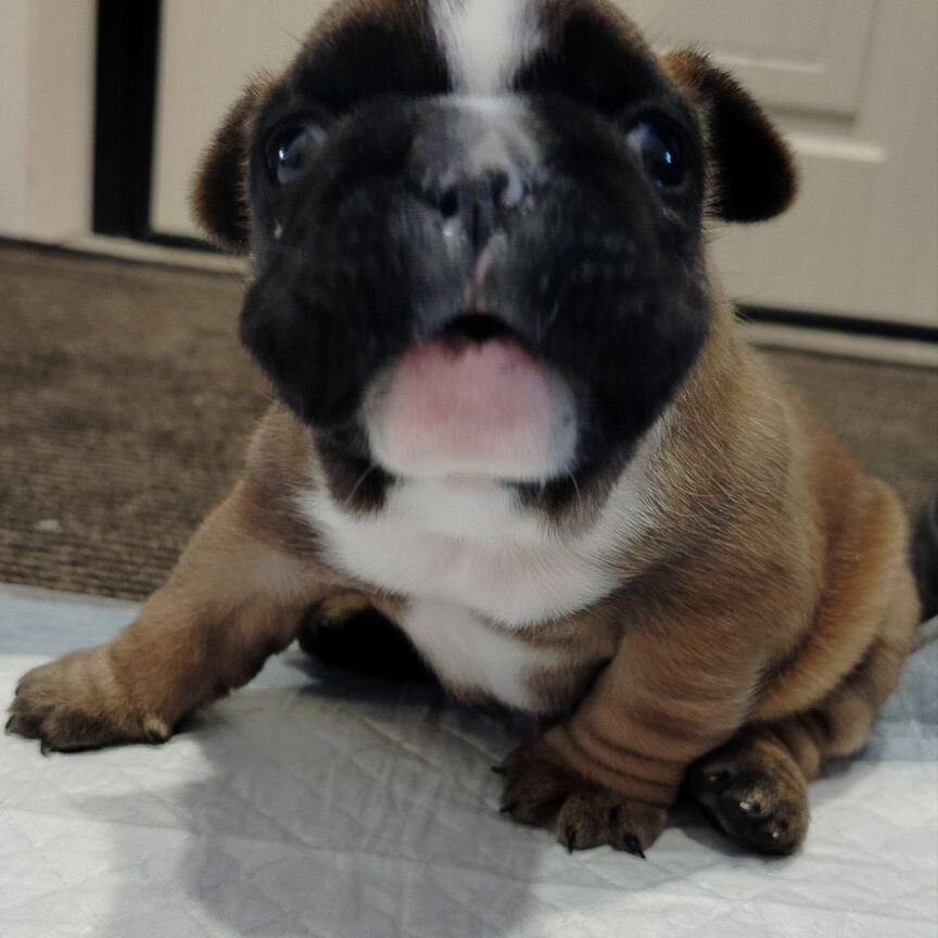 Французский бульдог