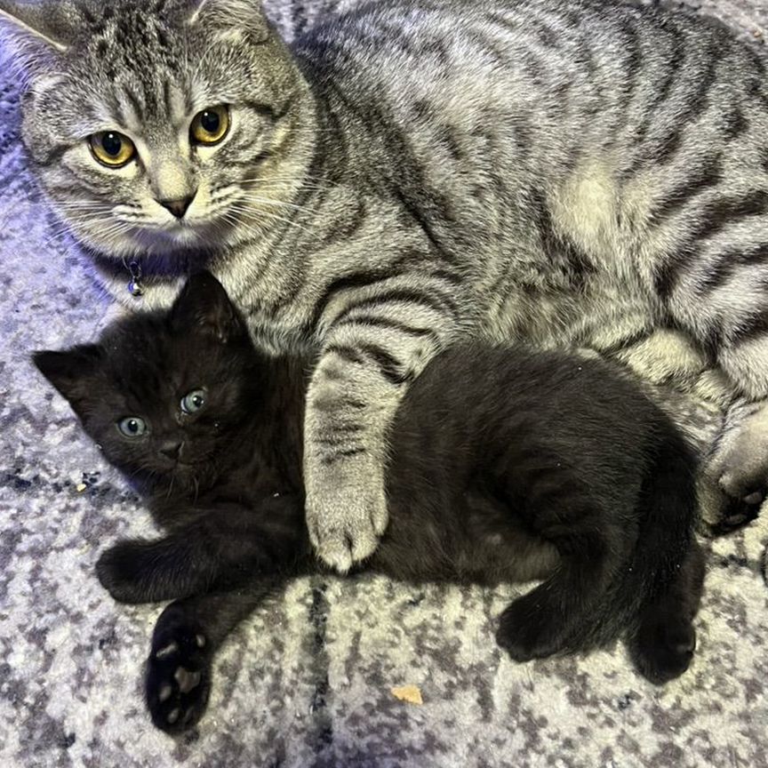 Котята