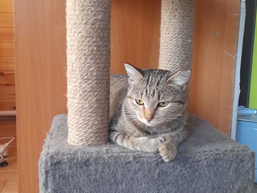 Кошка крысоловка