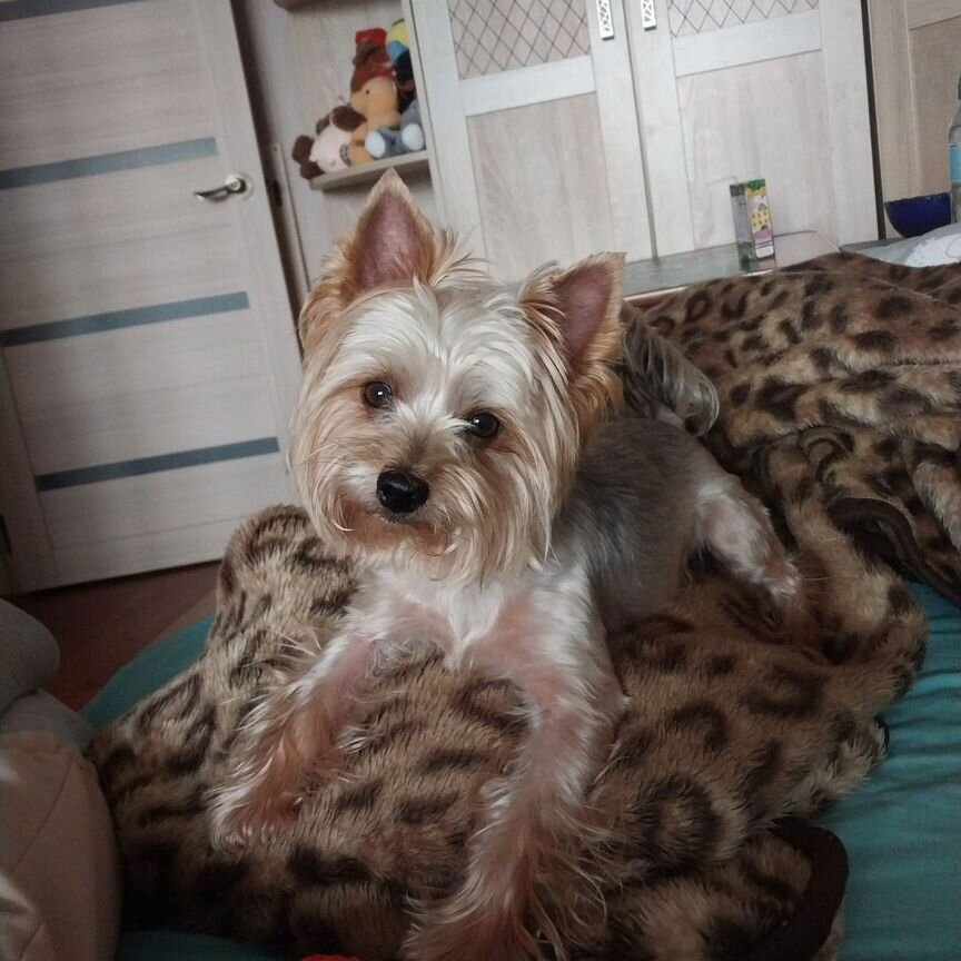 Отдам в добрые руки йорка