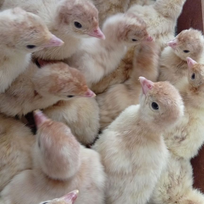 Индюшата хайбрид конвертер