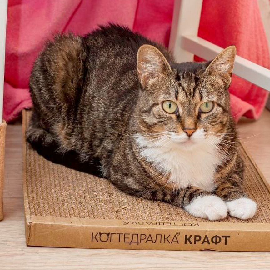Золотая кошка в добрые руки