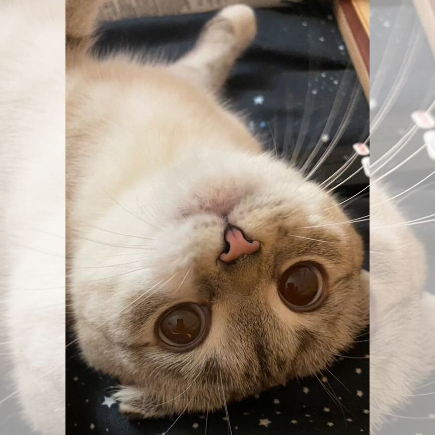 Шотландская вислоухая длинношёрстная, взрослая кошка