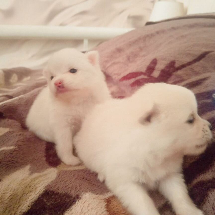 В продаже малышки "Шпиц"