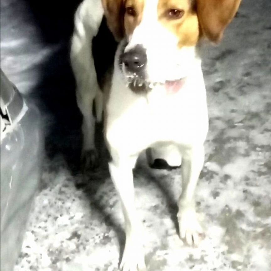 Гончий пёс, 1год