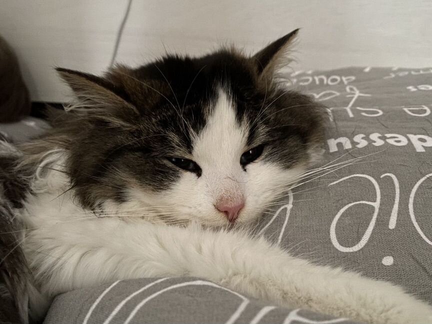 Котенок кошечка в добрые руки