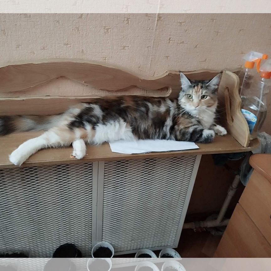 Кошка мэйкун