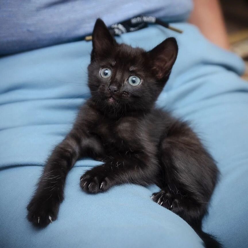 Пуся номер три (2 мес) очень ласковый котенок