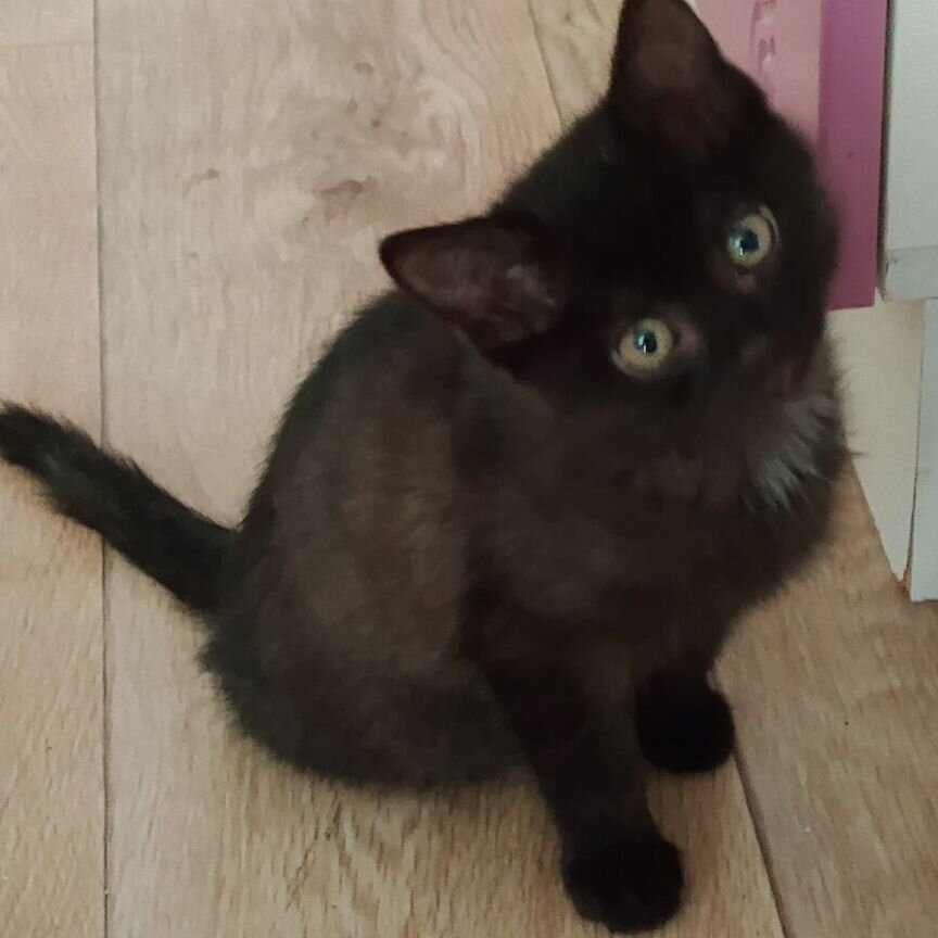 Ориентальный котёнок