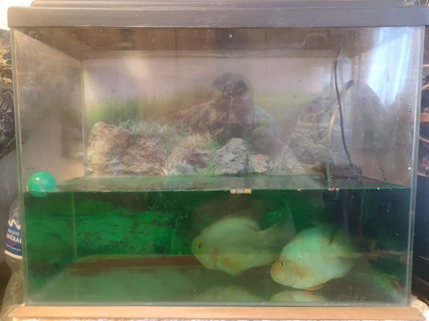 Аквариум с рыбками
