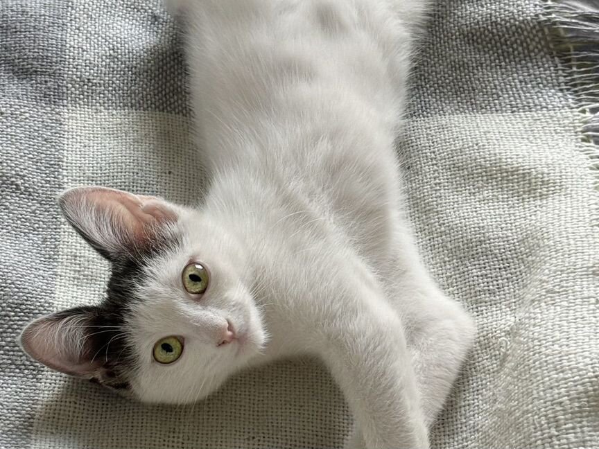 Котята в добрые руки девочка