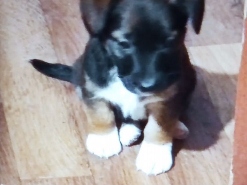 Маленькая собака