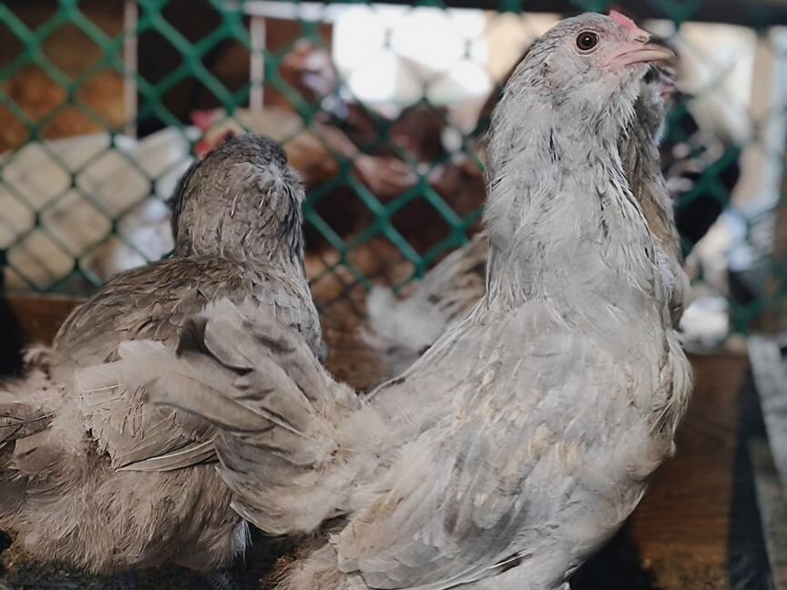 Амераукана молодки и петухи