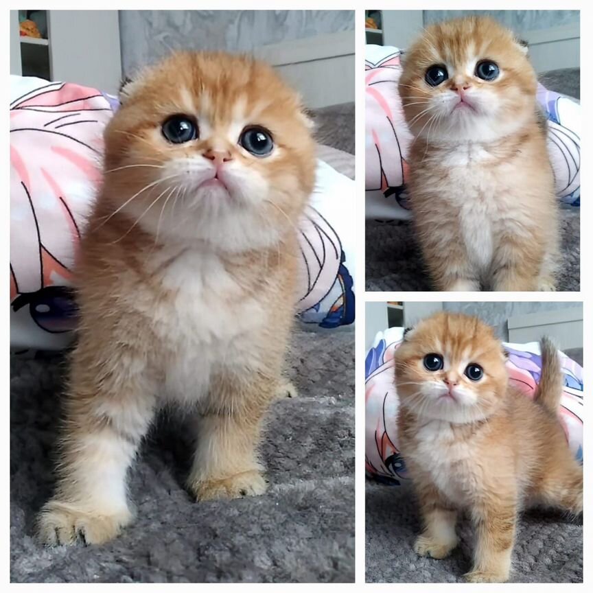 Шотландский котик