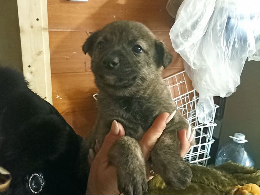 Маленький щеночек в дом, в семью