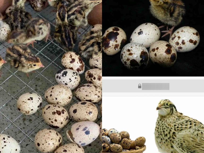 Инкубационное яйцо перепелов