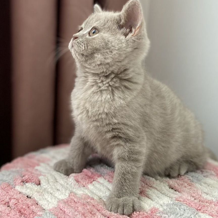 Британские котята