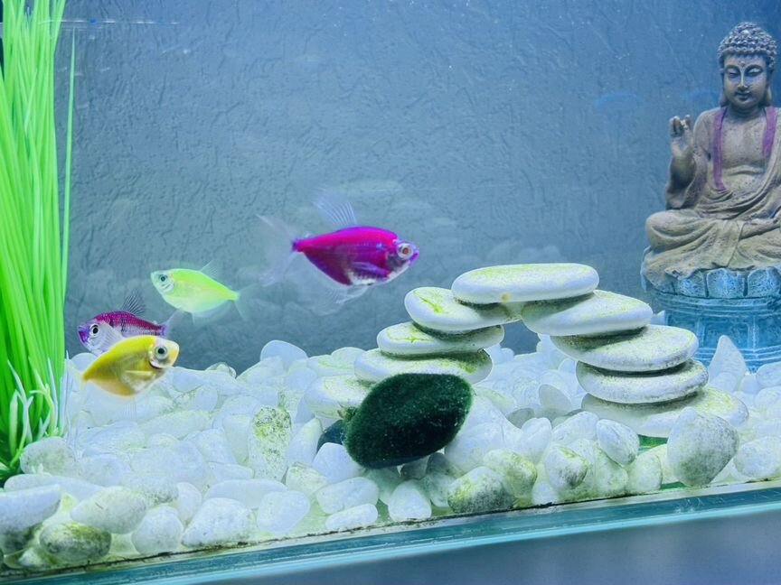 Тернеция GLO fish