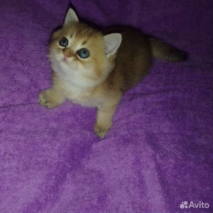 Золотые шиншиловые бриташки