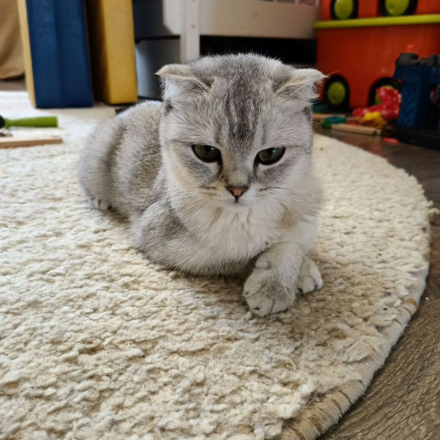 Шотландская вислоухая