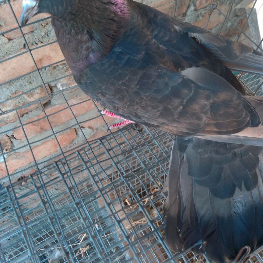 Мраморная голубка