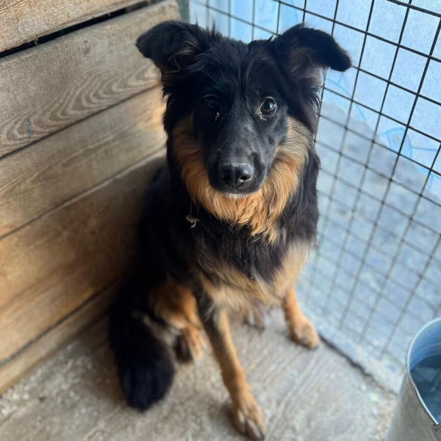 Муля-сгусток позитива и любви ищет дом