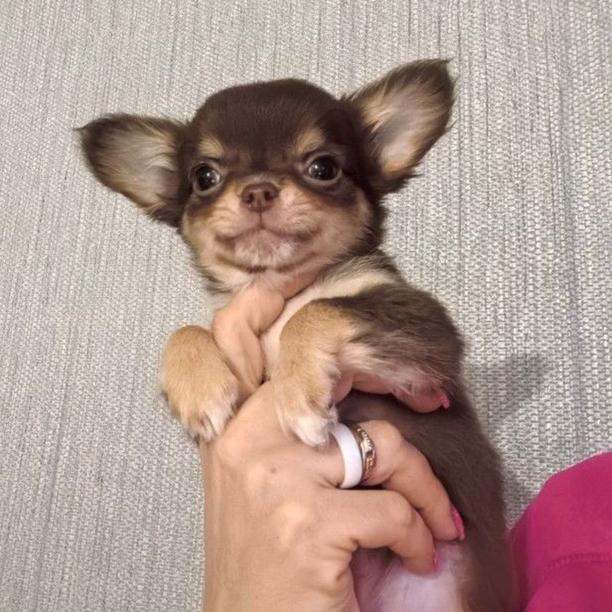 Чихуахуа, щенок