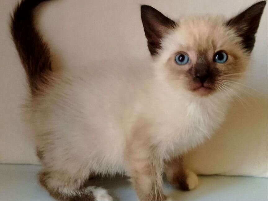 Тайские котята сноу-шу