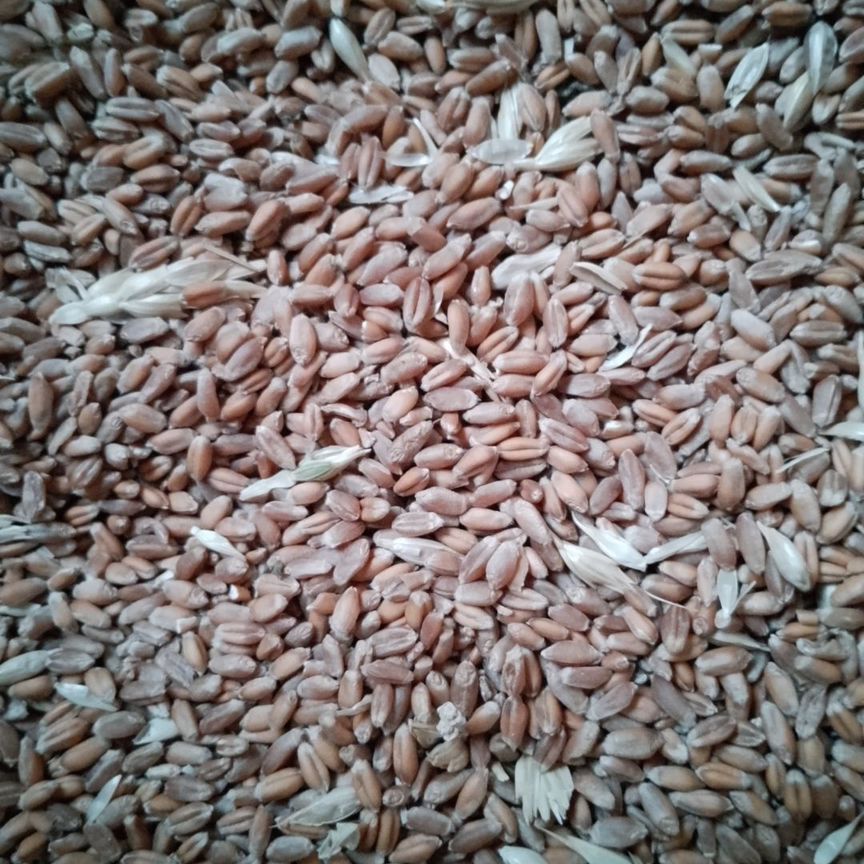 Зерно пшеницы