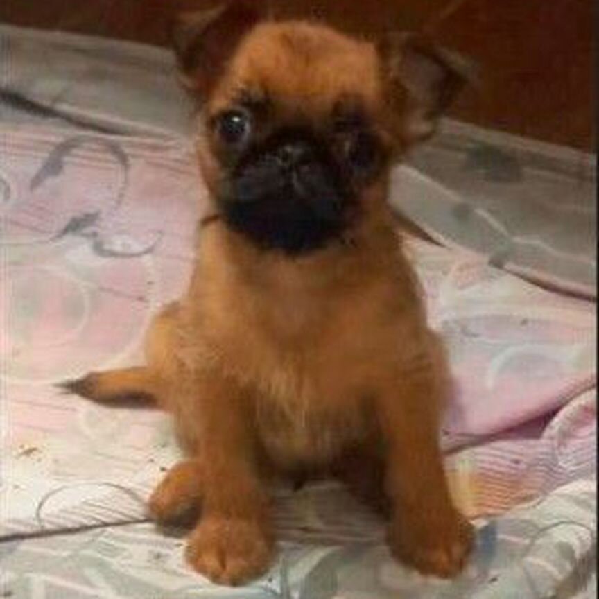 Мальчишка гриффон