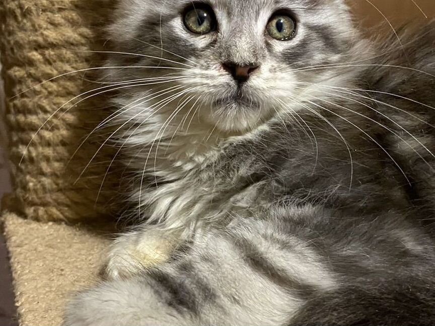 Шикарный серебряный котейка